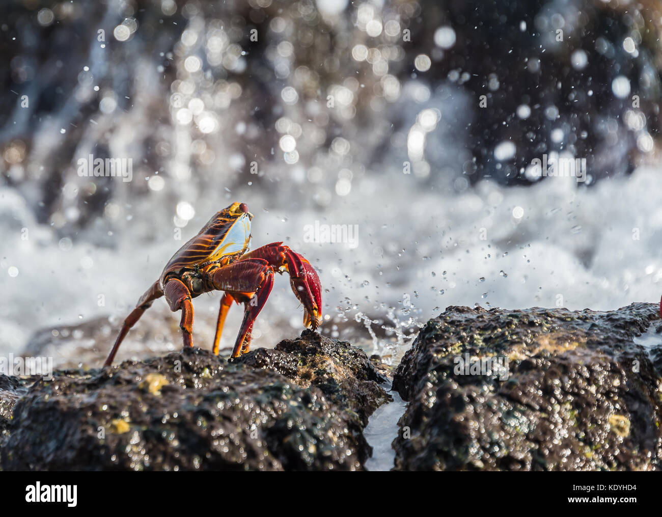 Sally lightfoot crab, grapsus grapsus, Galapagos Islands, Ecuador Stock ...