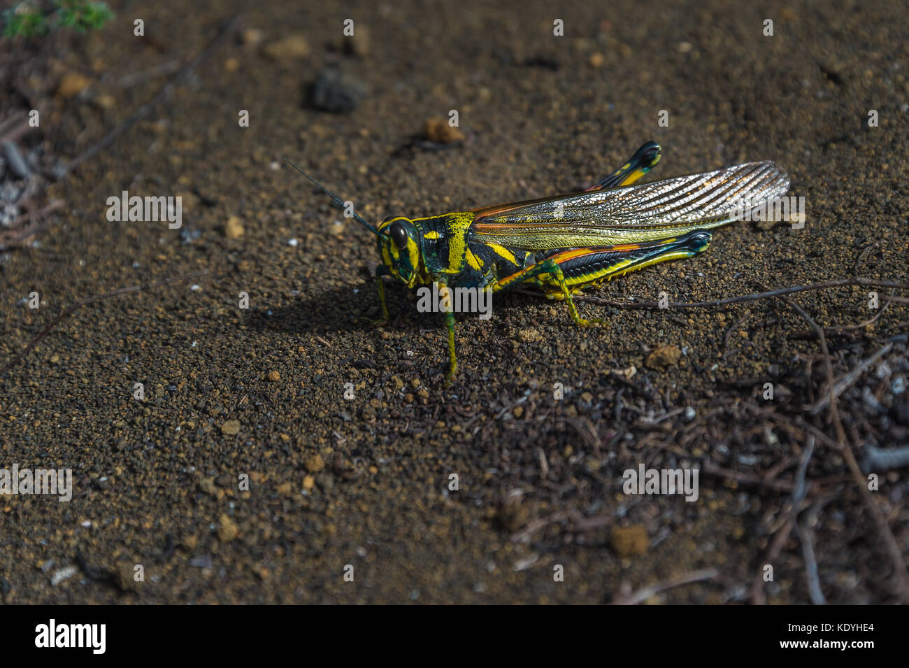Galapagos large painted locust,schistocerca melanocera Stock Photo - Alamy