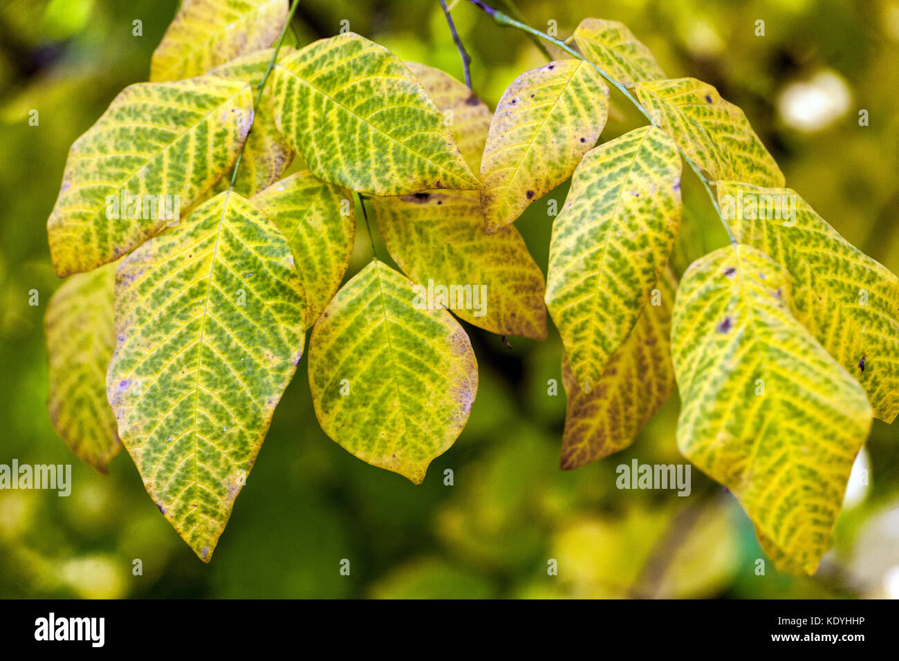 Yellowwood tree hi-res stock photography and images - Alamy