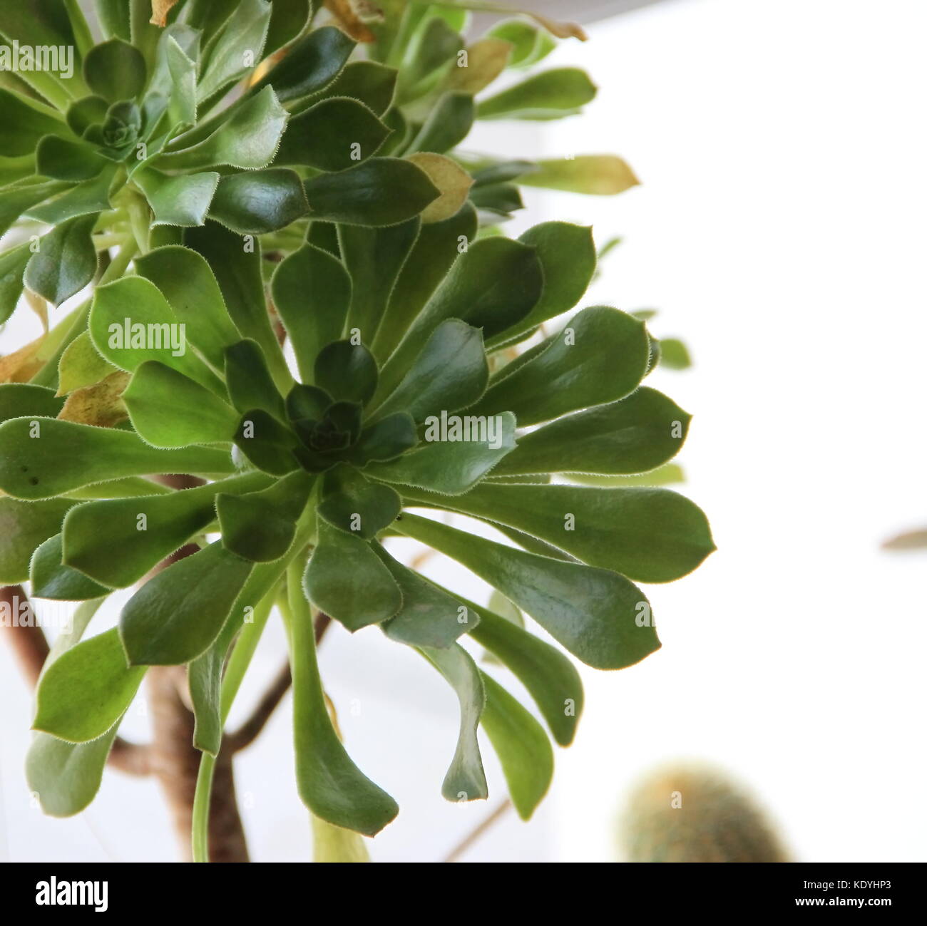 cactus and succulents in bloom in spring Stock Photo - Alamy