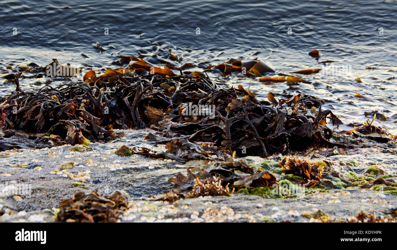Brown seaweed on a rocky shore Stock Photo - Alamy