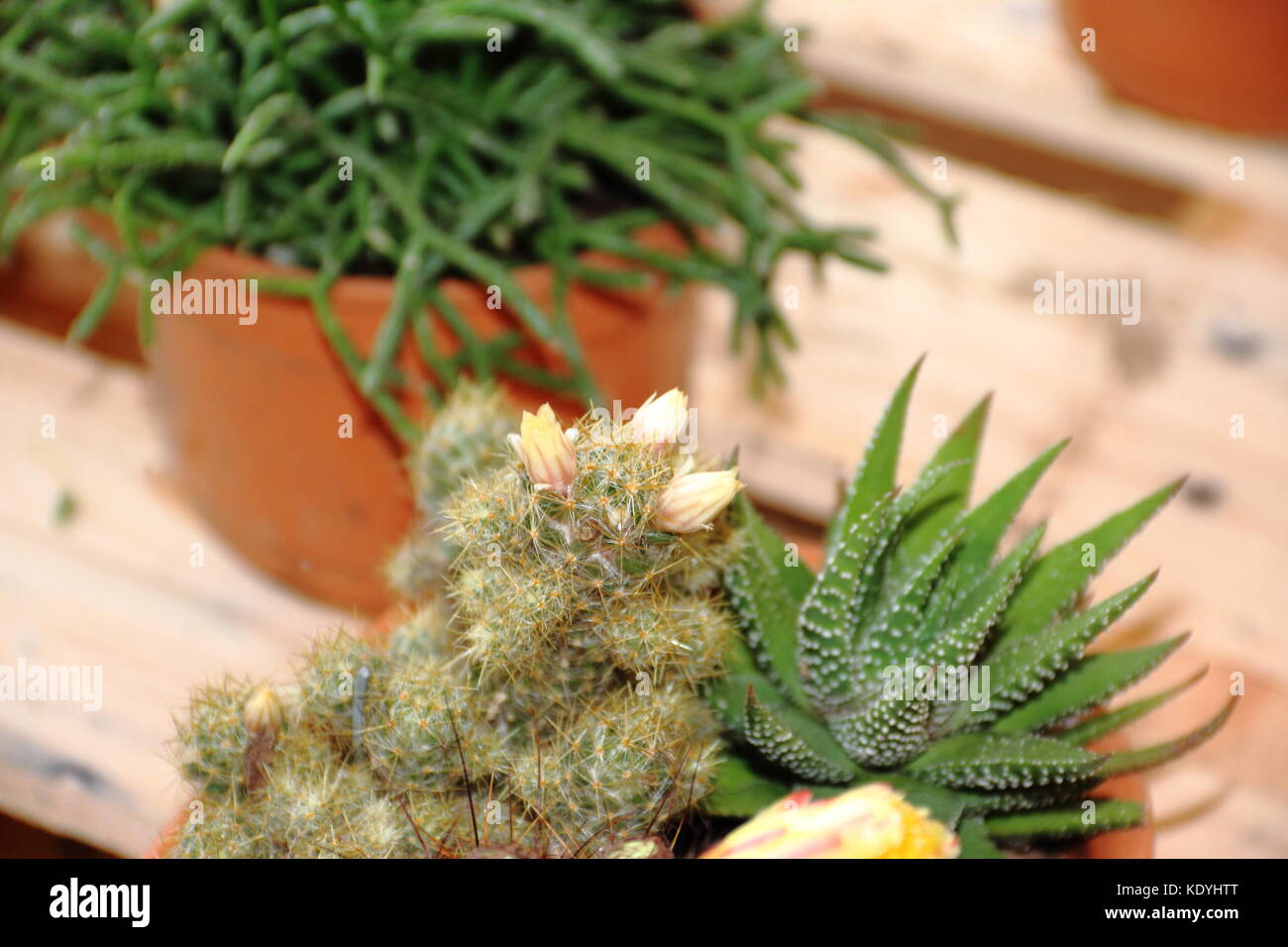 cactus and succulents in bloom in spring Stock Photo - Alamy