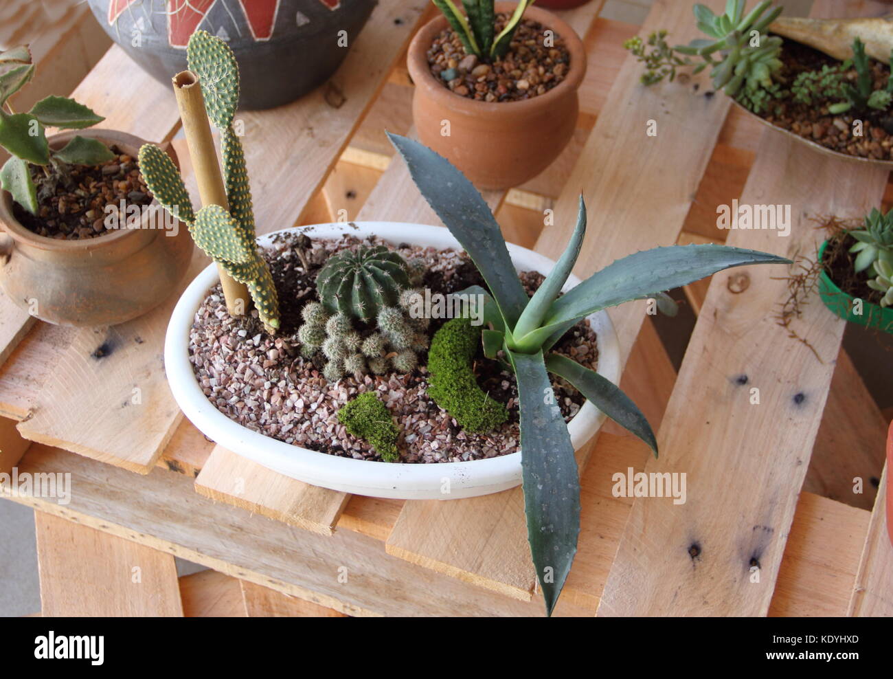 cactus and succulents in bloom in spring Stock Photo - Alamy