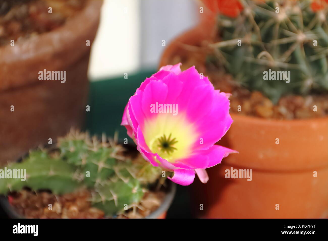 cactus and succulents in bloom in spring Stock Photo - Alamy