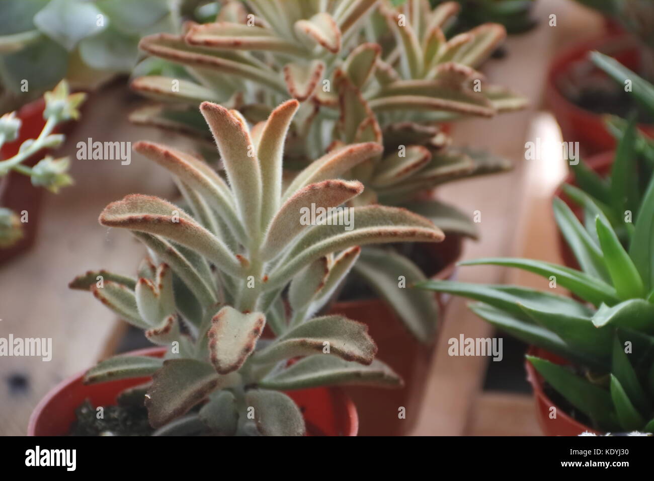 cactus and succulents in bloom in spring Stock Photo - Alamy