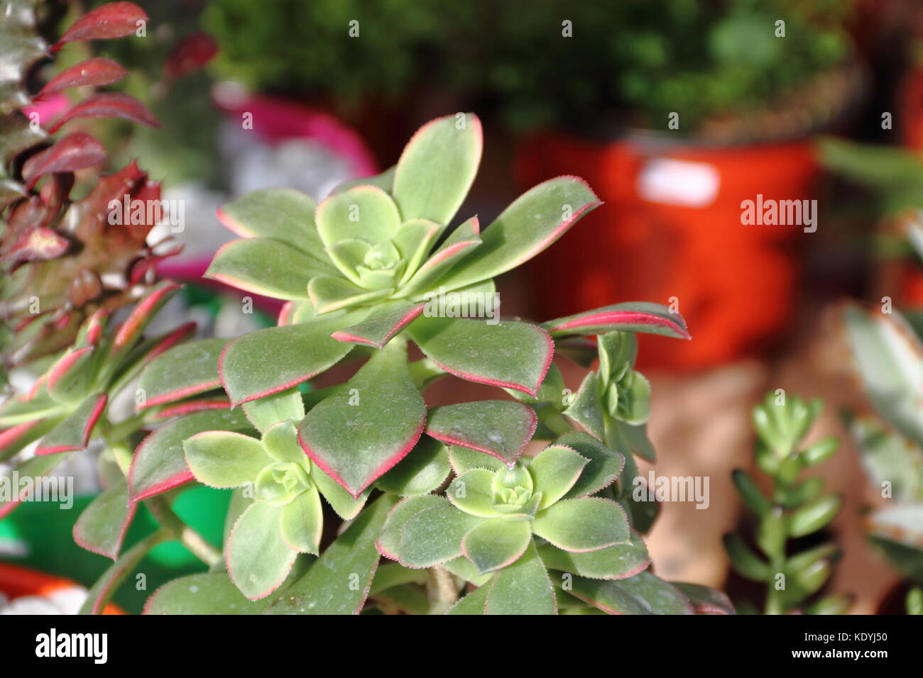 cactus and succulents in bloom in spring Stock Photo - Alamy