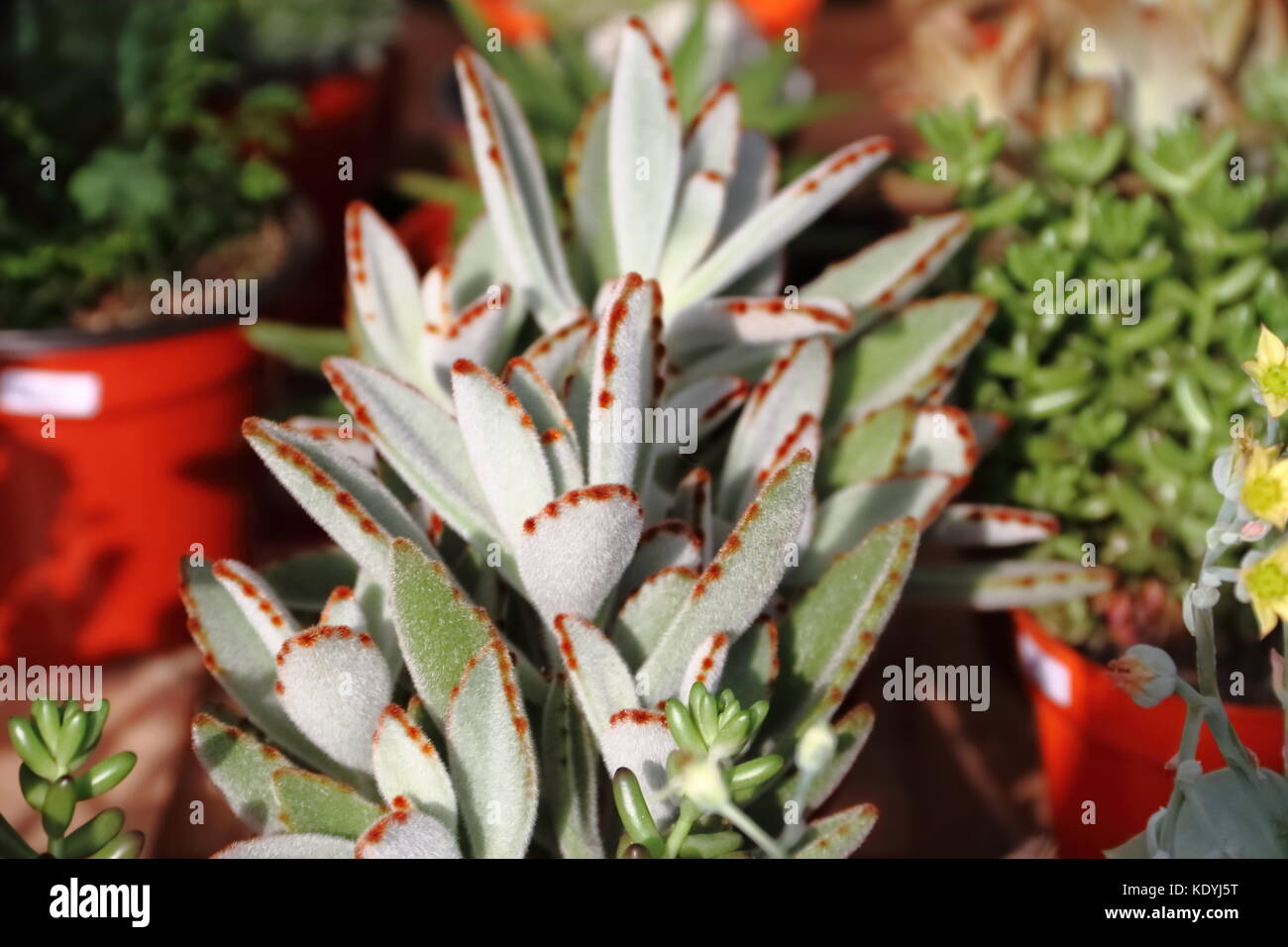 cactus and succulents in bloom in spring Stock Photo - Alamy