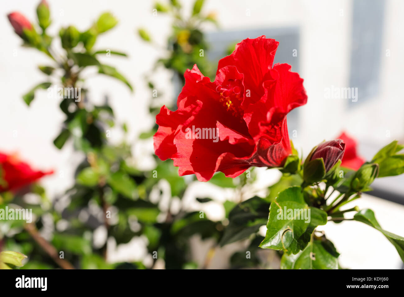 Double red hibiscus plant blossom in outdoor garden Stock Photo - Alamy