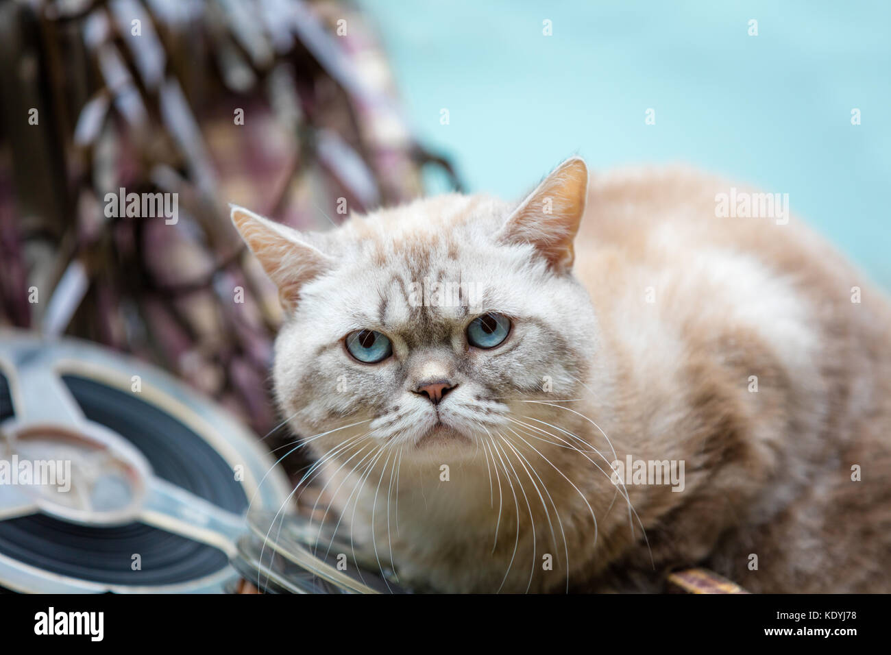 cat lies in еру musical reels Stock Photo - Alamy