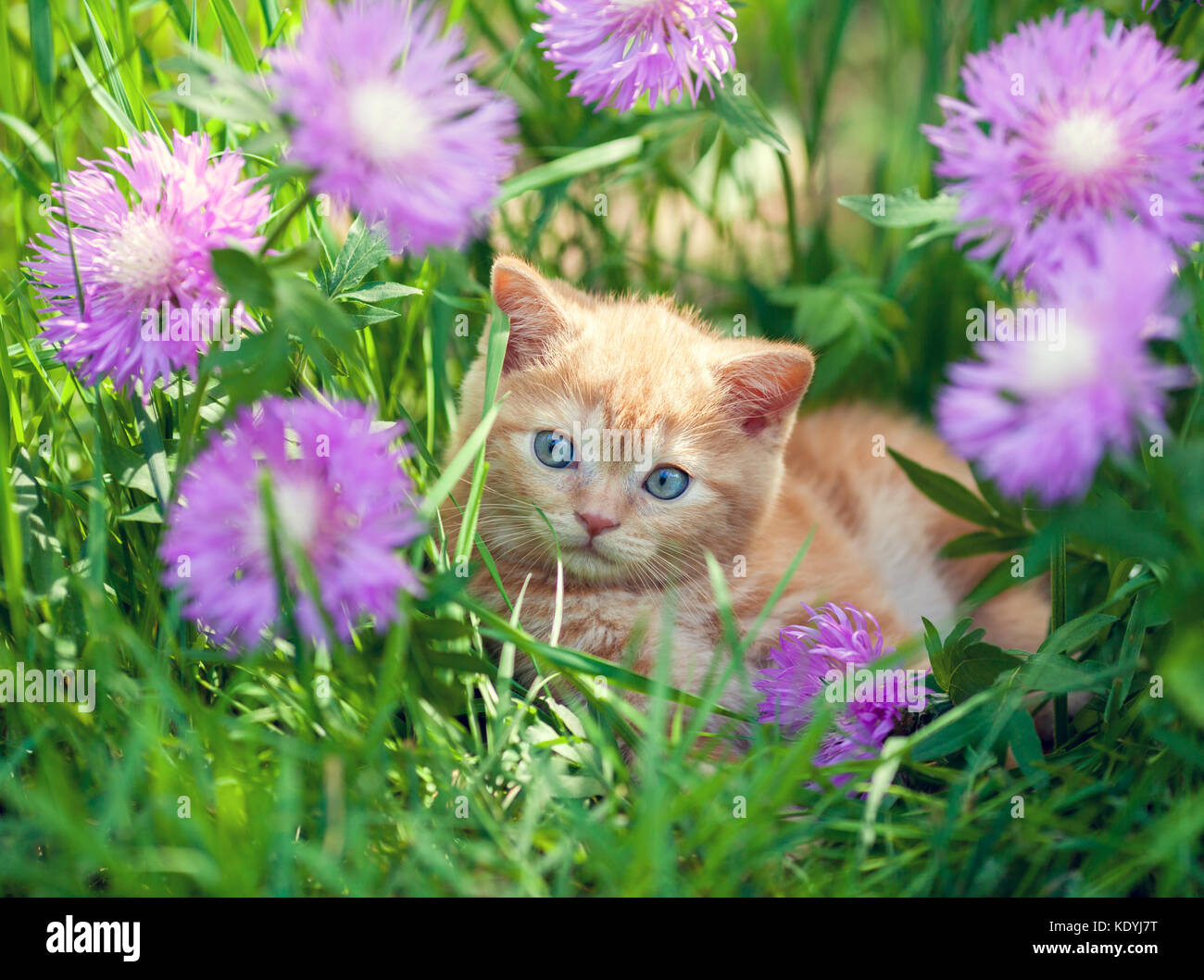 Cute little red kitten walks on the floral lawn Stock Photo - Alamy