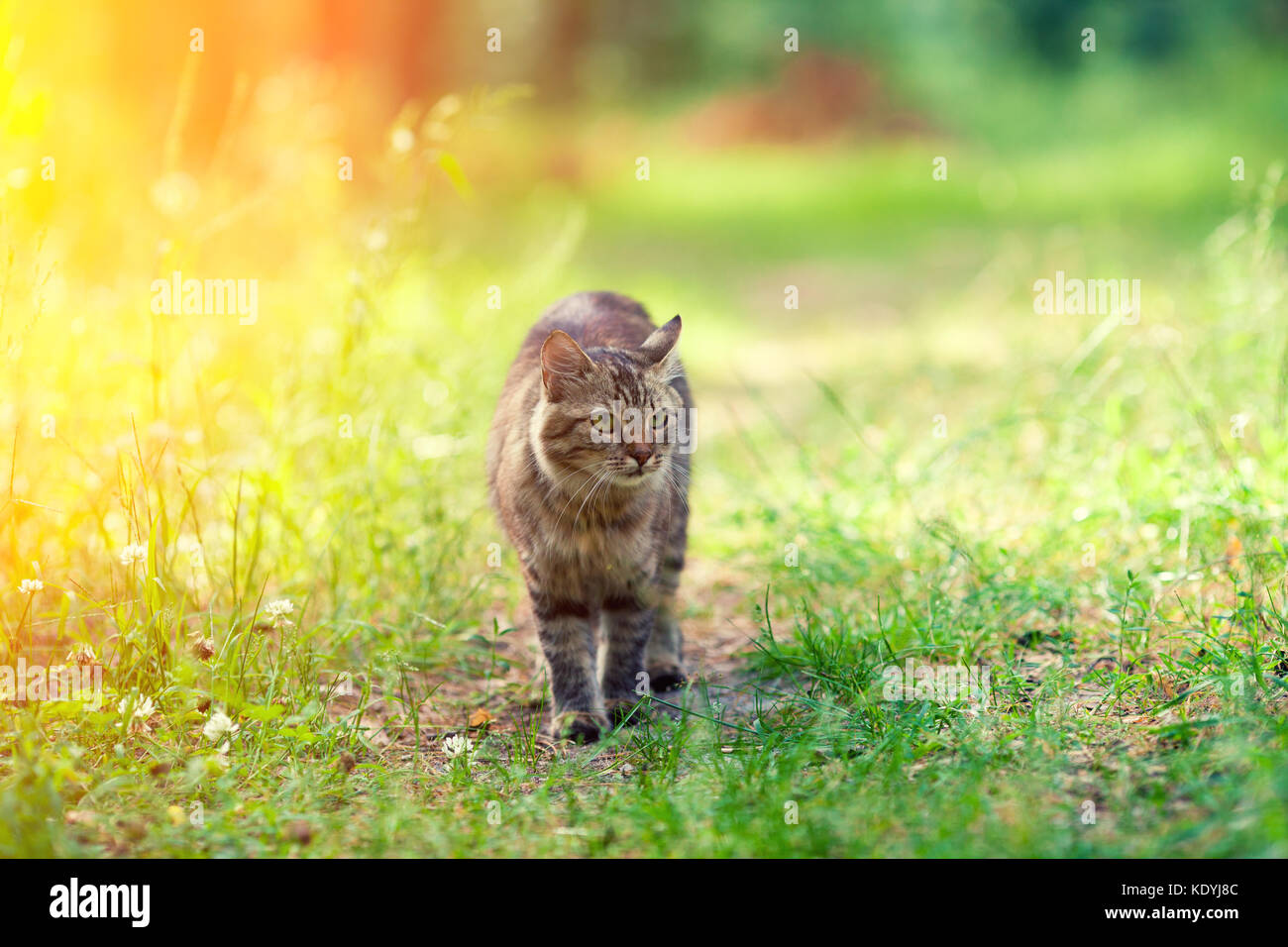 Siberian cat walks along the path in the forest Stock Photo - Alamy