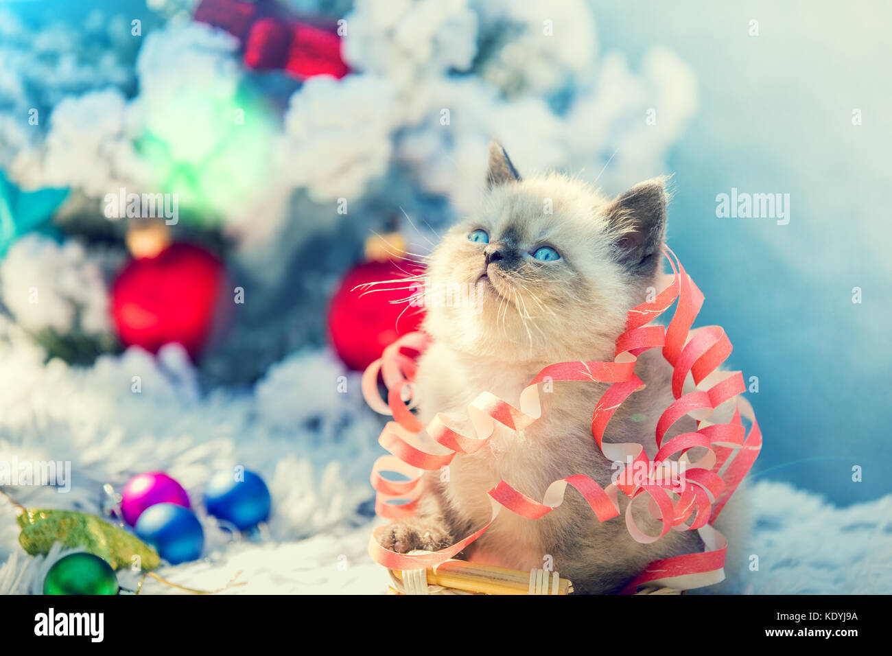Portrait of a little cute kitten entangled in Christmas streamer ...