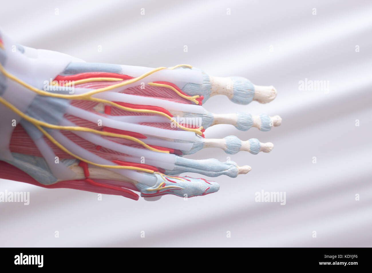 Human foot toes medical teaching model showing bones ligaments tendons ...