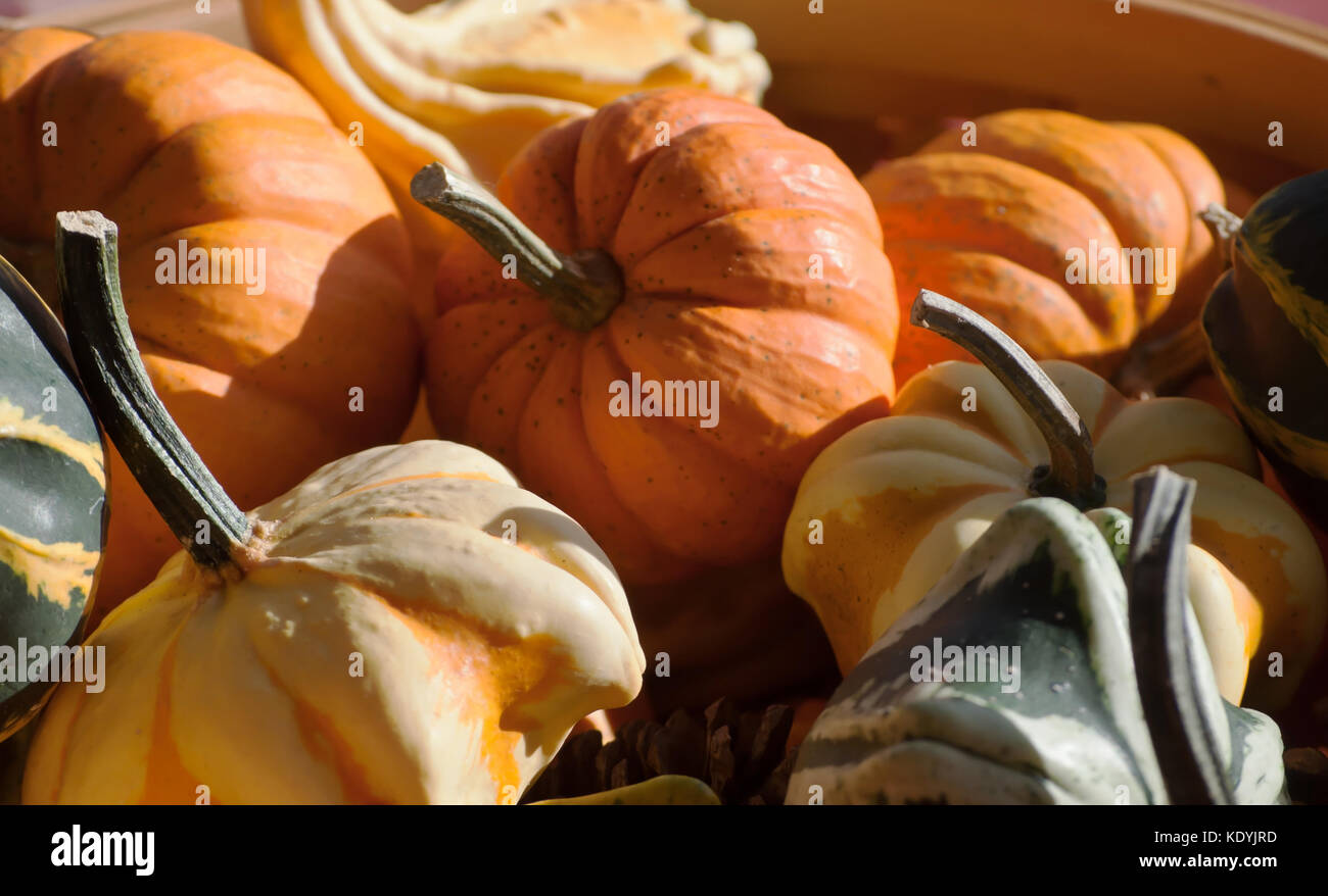 Fall vegetables, pumpkins, squash and gourds in a basket in the fall ...