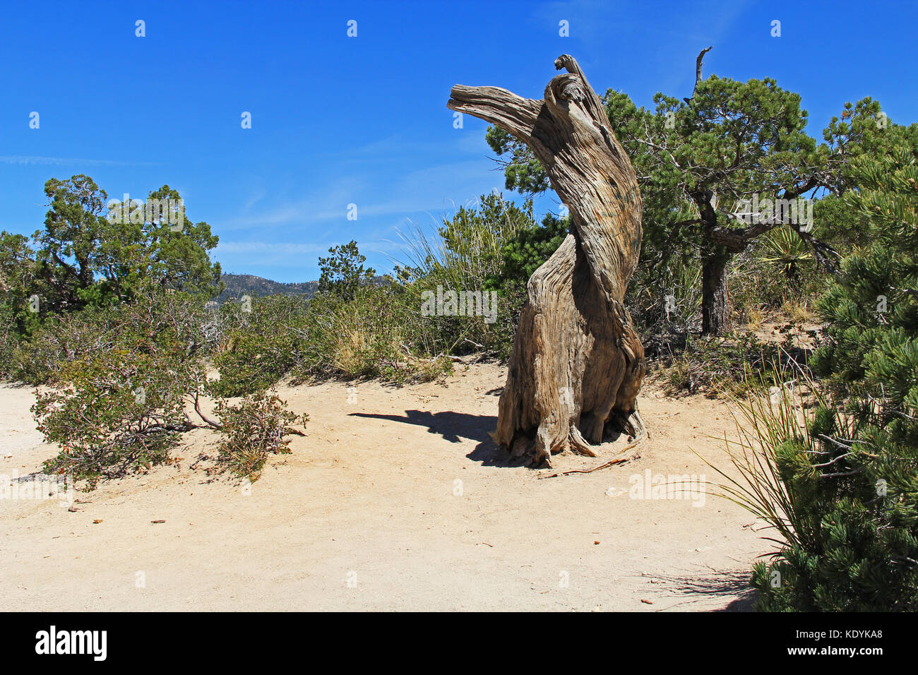 Lemmon tree hi-res stock photography and images - Alamy