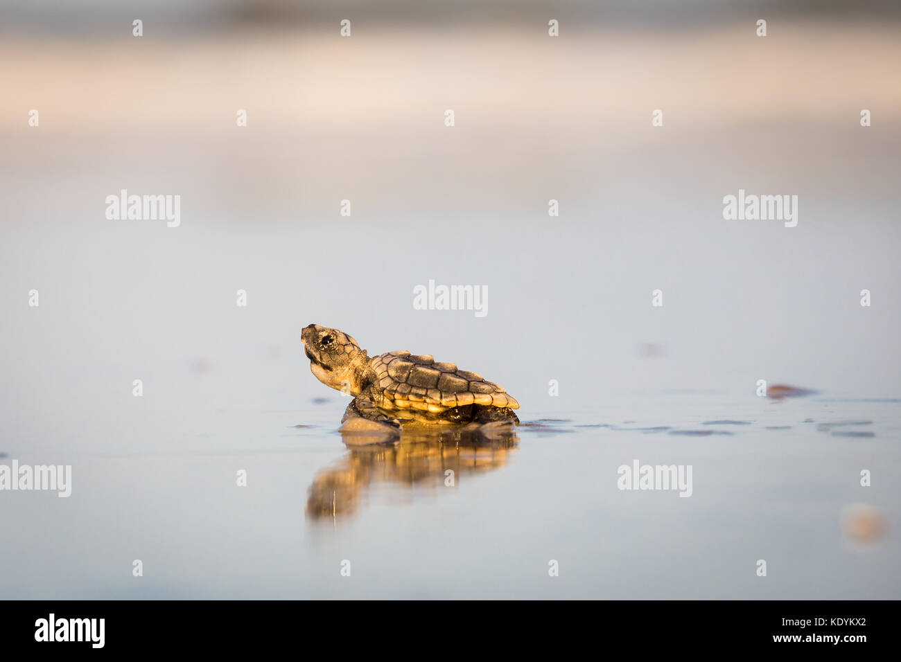 Baby Sea Turtle Release Stock Photo - Alamy