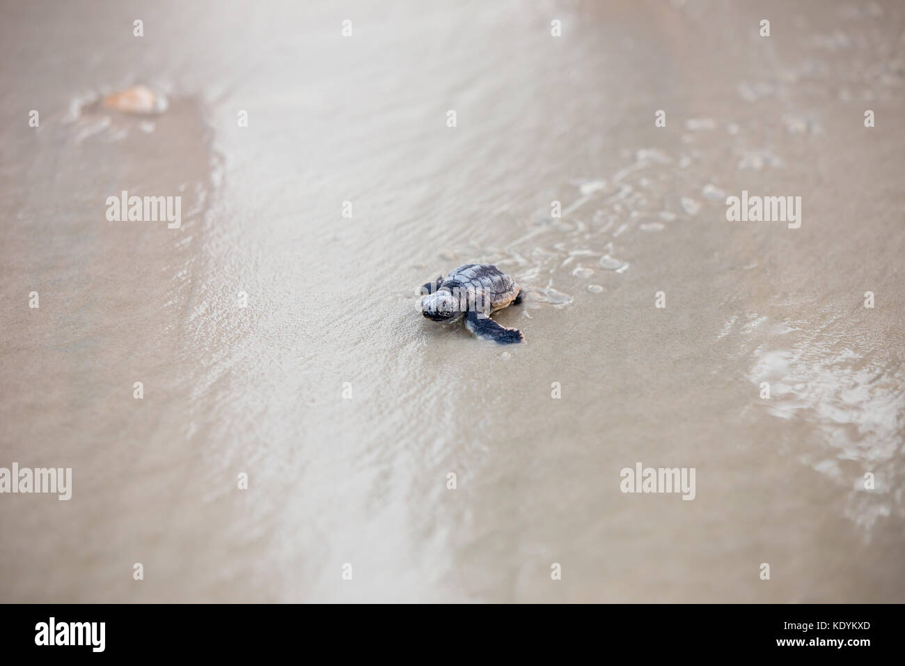 Baby Sea Turtle Release Stock Photo - Alamy