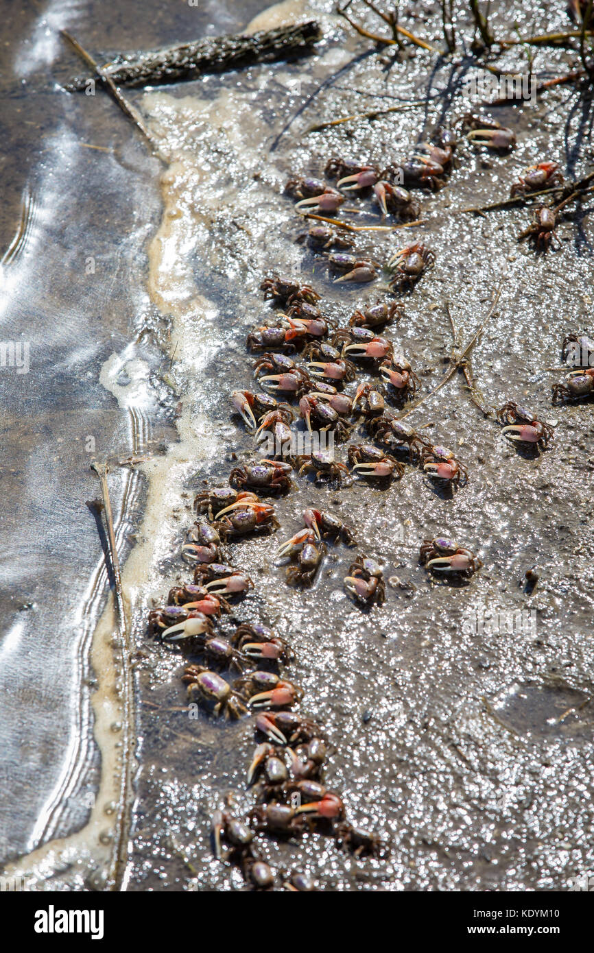 Fiddler crabs hi-res stock photography and images - Alamy