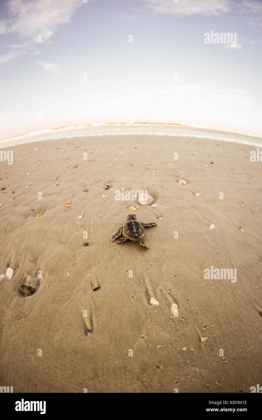 Baby Sea Turtle Release Stock Photo - Alamy