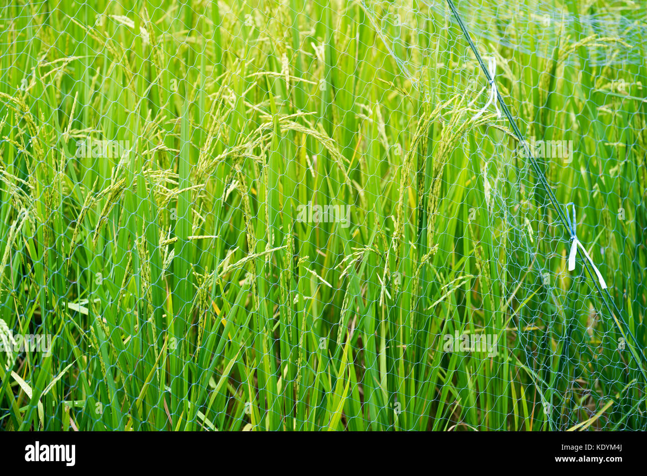 Rice field in the tested rice field with net cover at Royal Highland ...