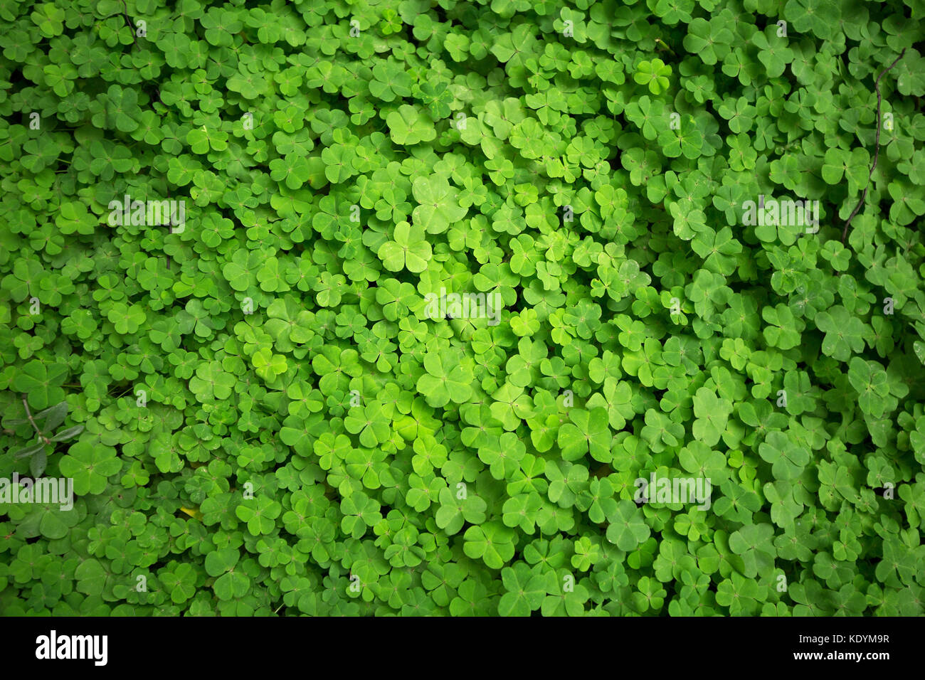 clover leaf background Stock Photo - Alamy