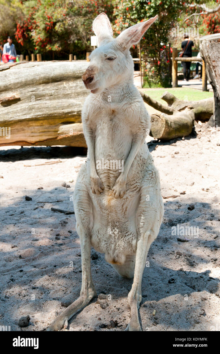 Albino kangaroo hi-res stock photography and images - Alamy