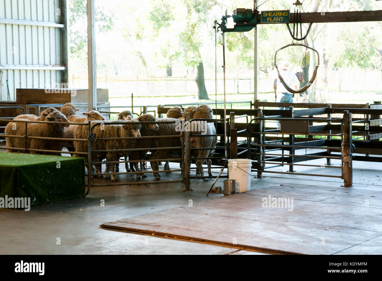 Sheep shearer australia hi-res stock photography and images - Alamy