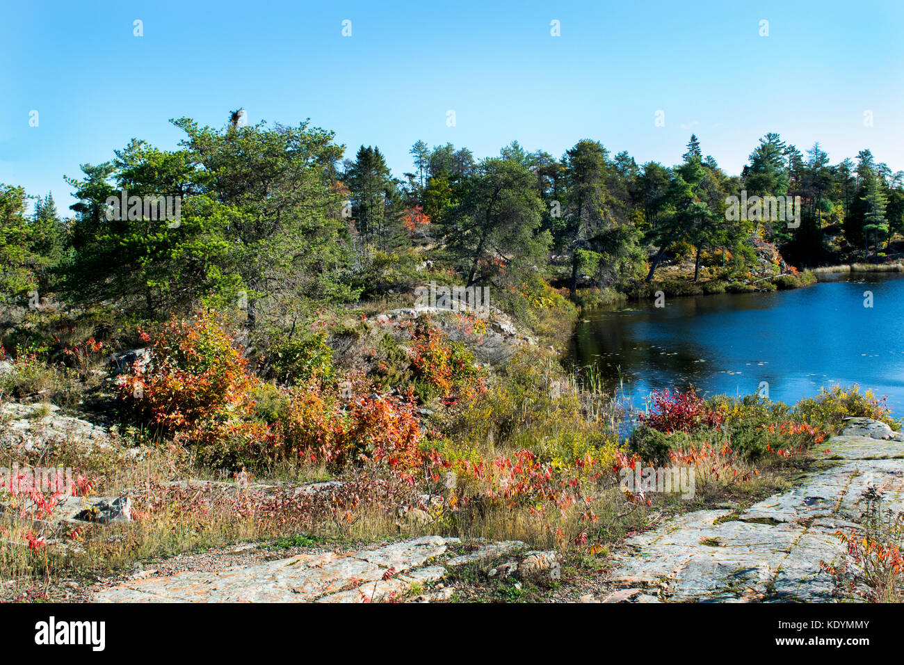 Fall foliage beside a northern Ontario lake Stock Photo - Alamy