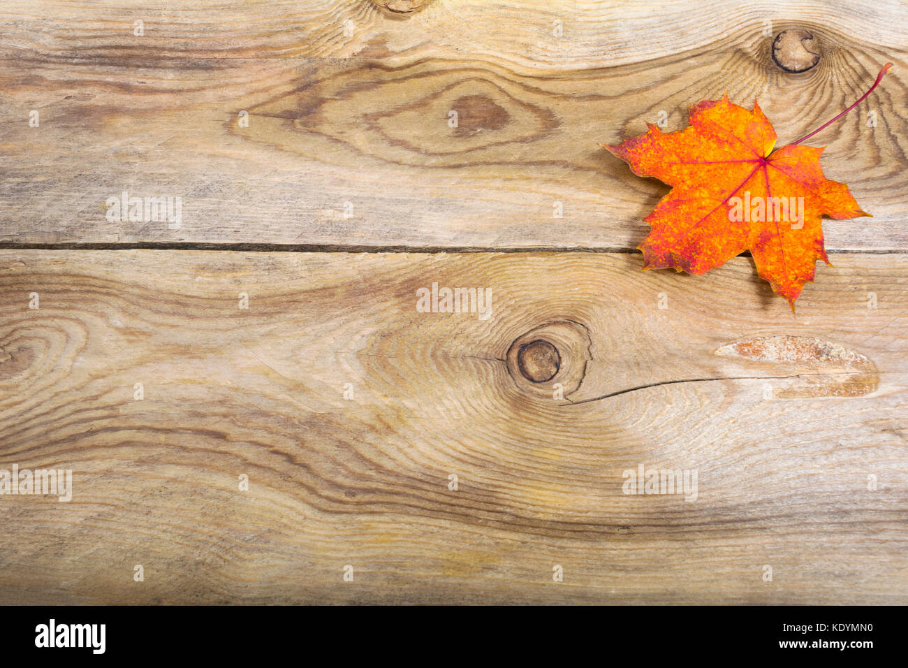 Fall greeting rustic background with single orange fall maple leaf ...