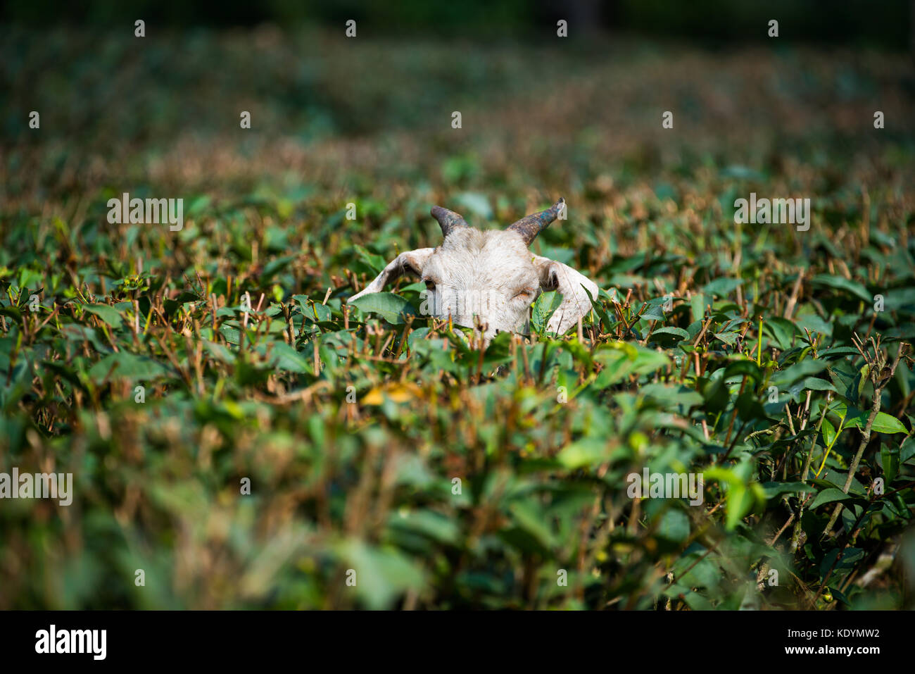Goats eating grass and tea leaf on farm Stock Photo - Alamy