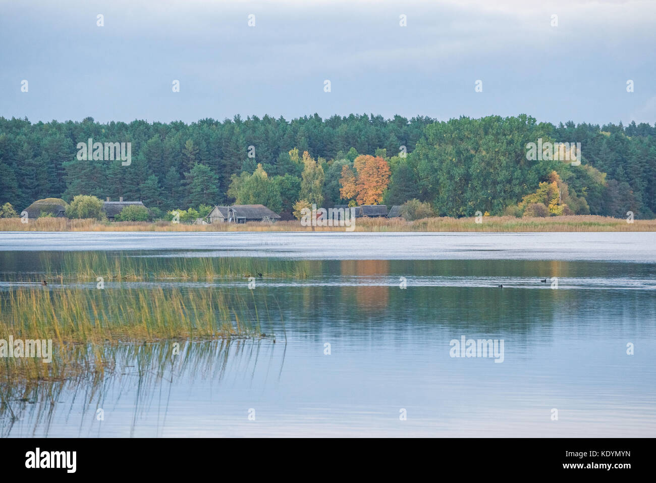 Lake in Riga, district Jugla. Autumn, yellow tree leaves, lake and ...