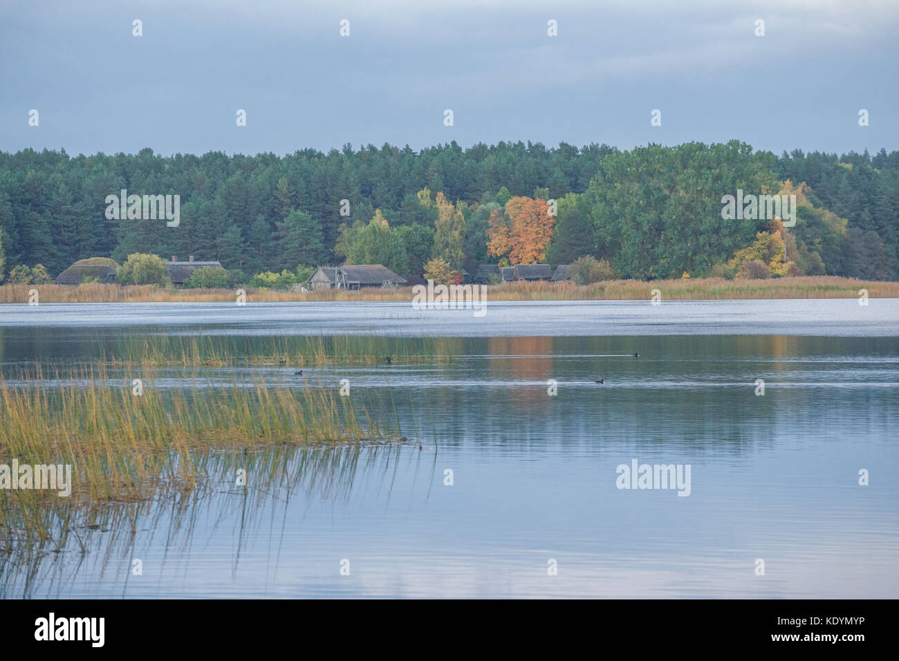 Lake in Riga, district Jugla. Autumn, yellow tree leaves, lake and ...