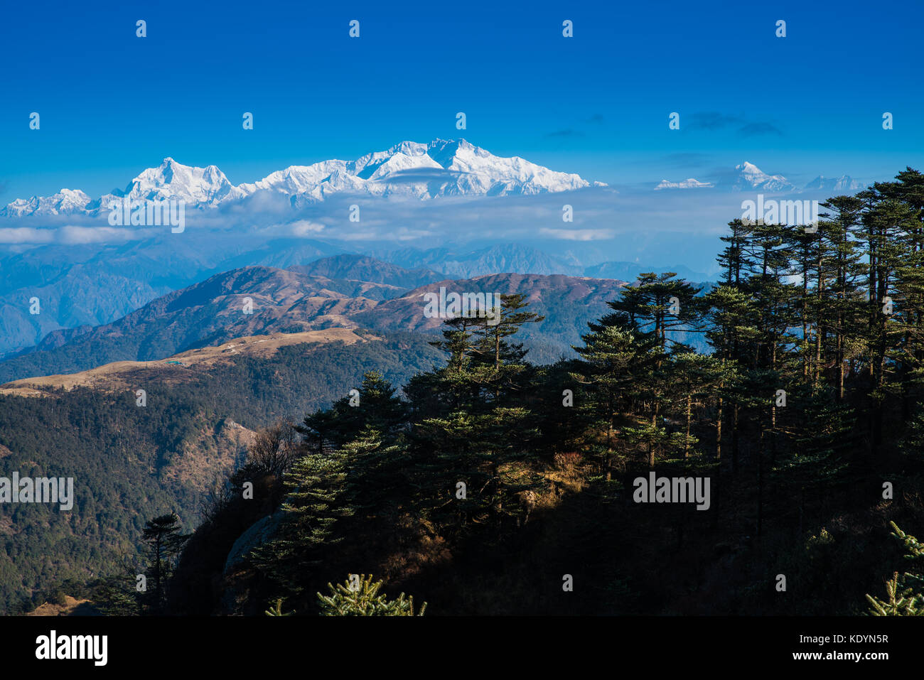 Sikkim tree hi-res stock photography and images - Alamy