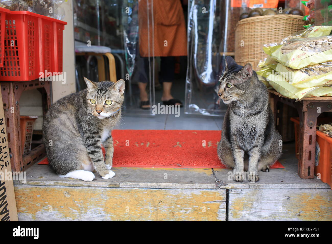 Cat Twins High Resolution Stock Photography and Images - Alamy
