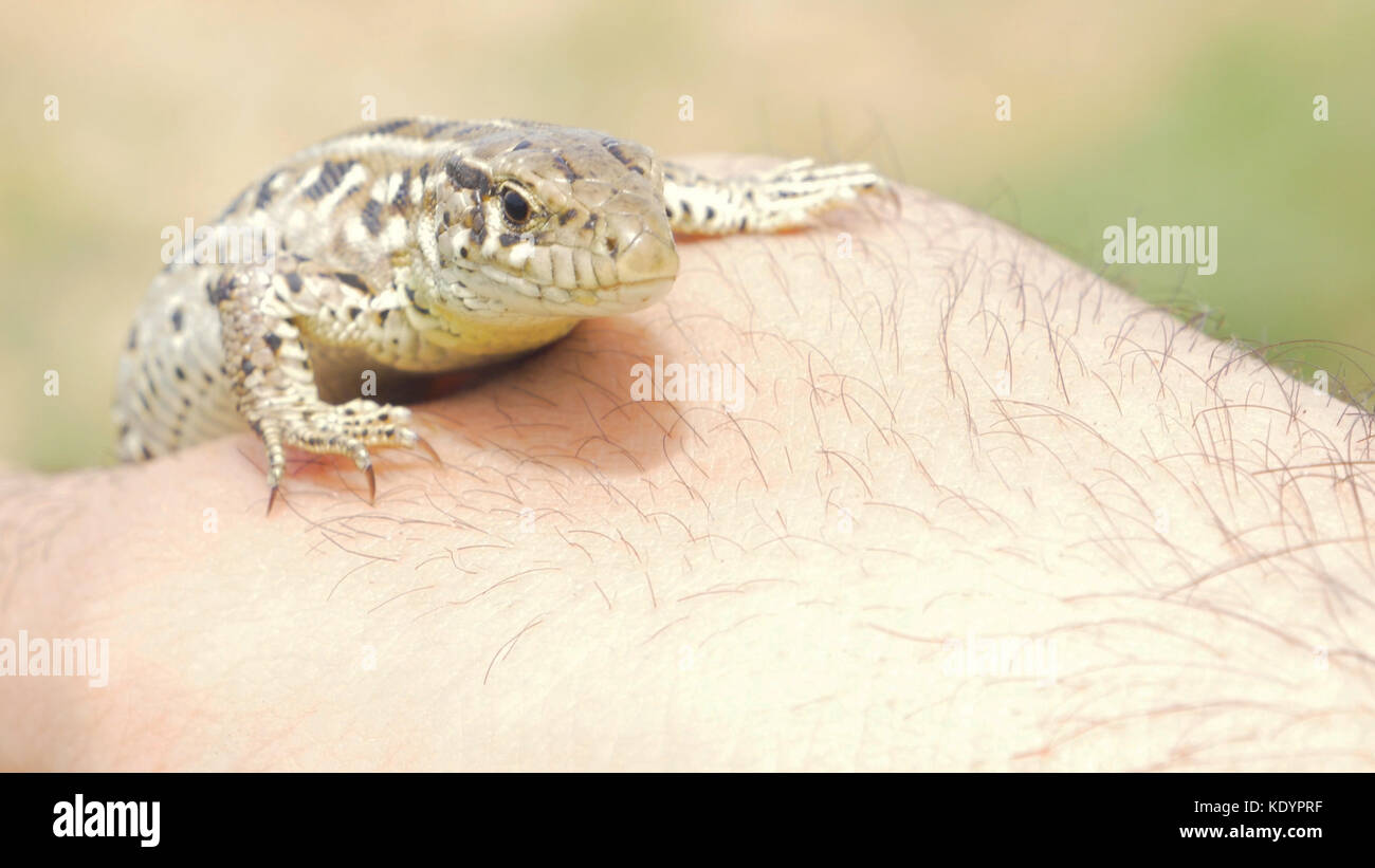 Lizard Profile Close Up. Close-up Head of Green lizard Stock Photo - Alamy