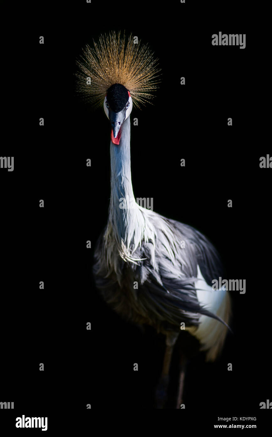 bird on black background Stock Photo - Alamy