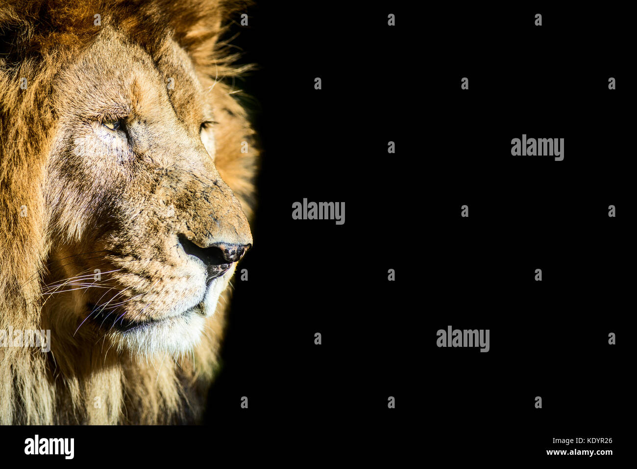 Old lion hi-res stock photography and images - Alamy