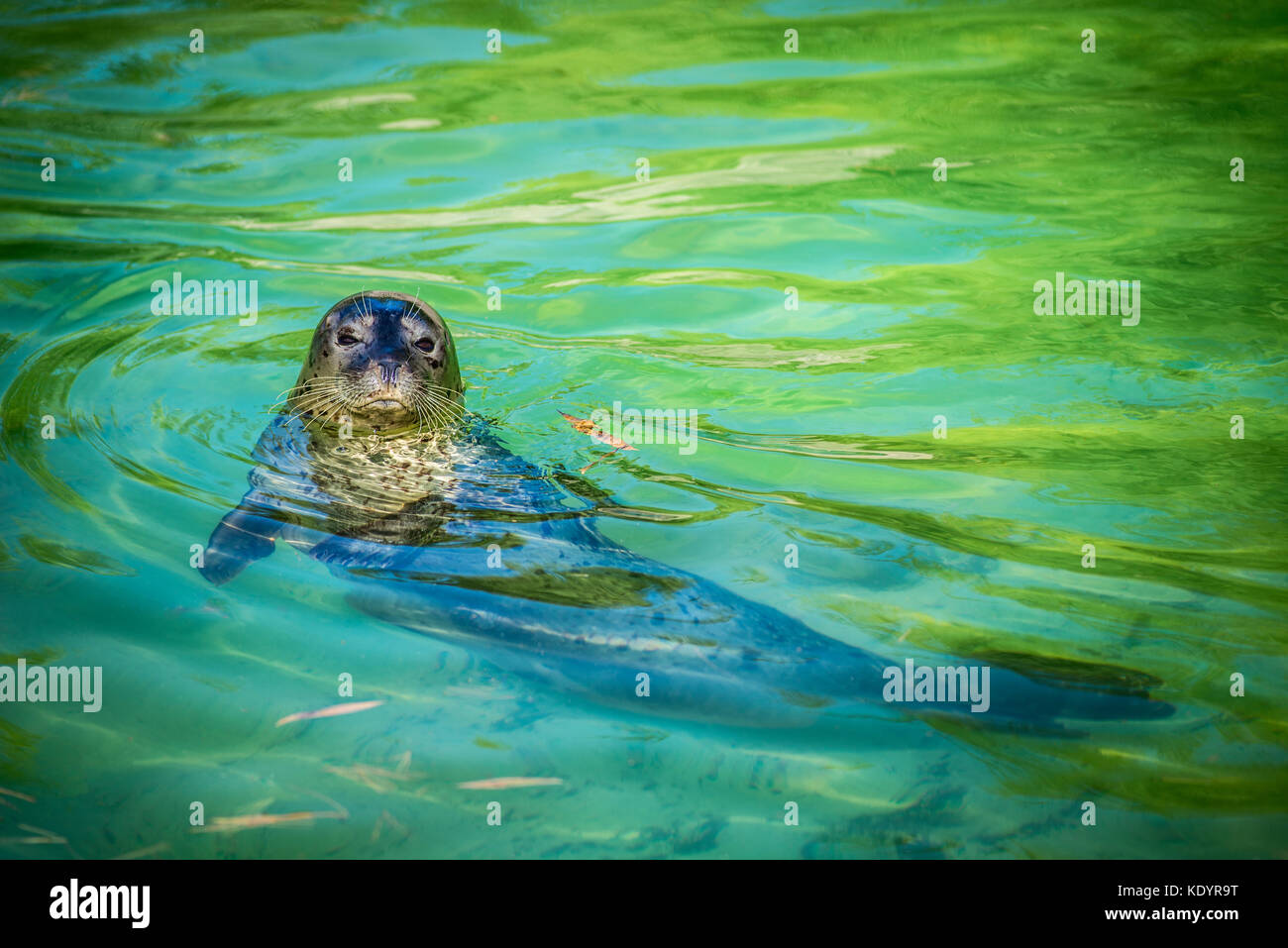 seal in the water Stock Photo - Alamy