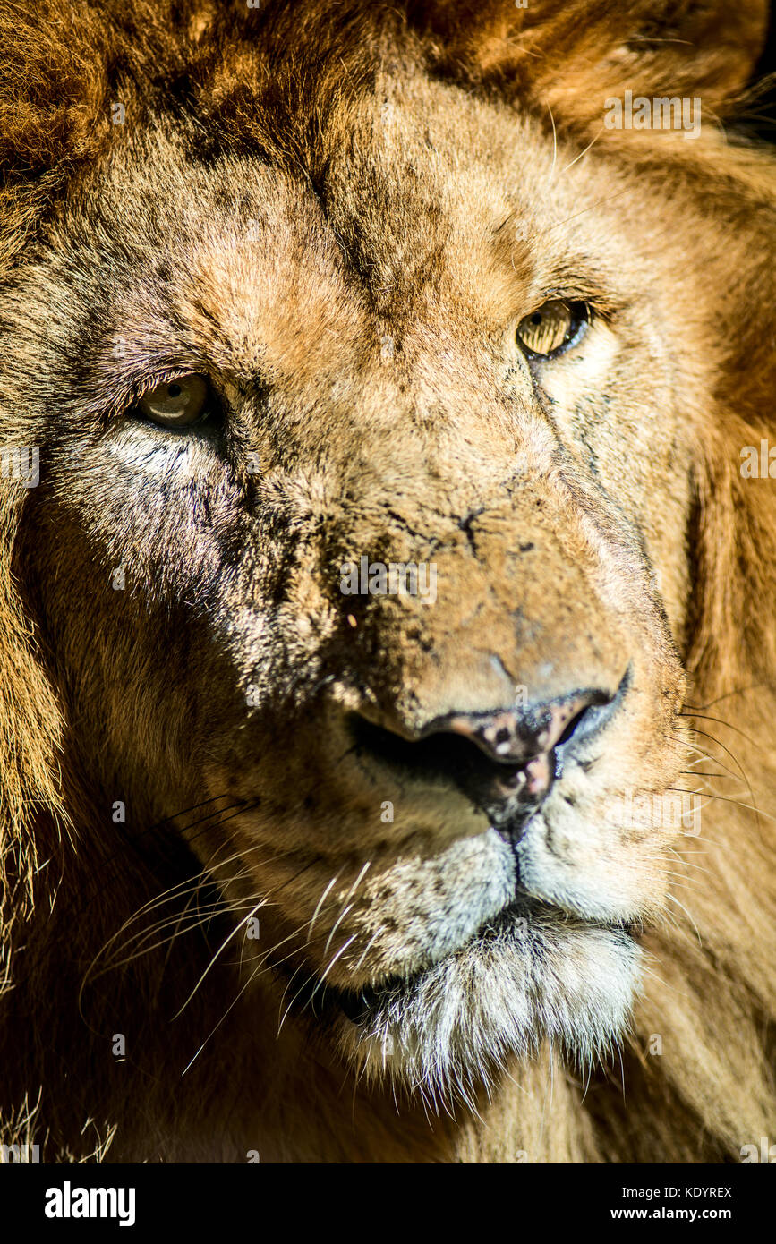 old lion portrait Stock Photo - Alamy
