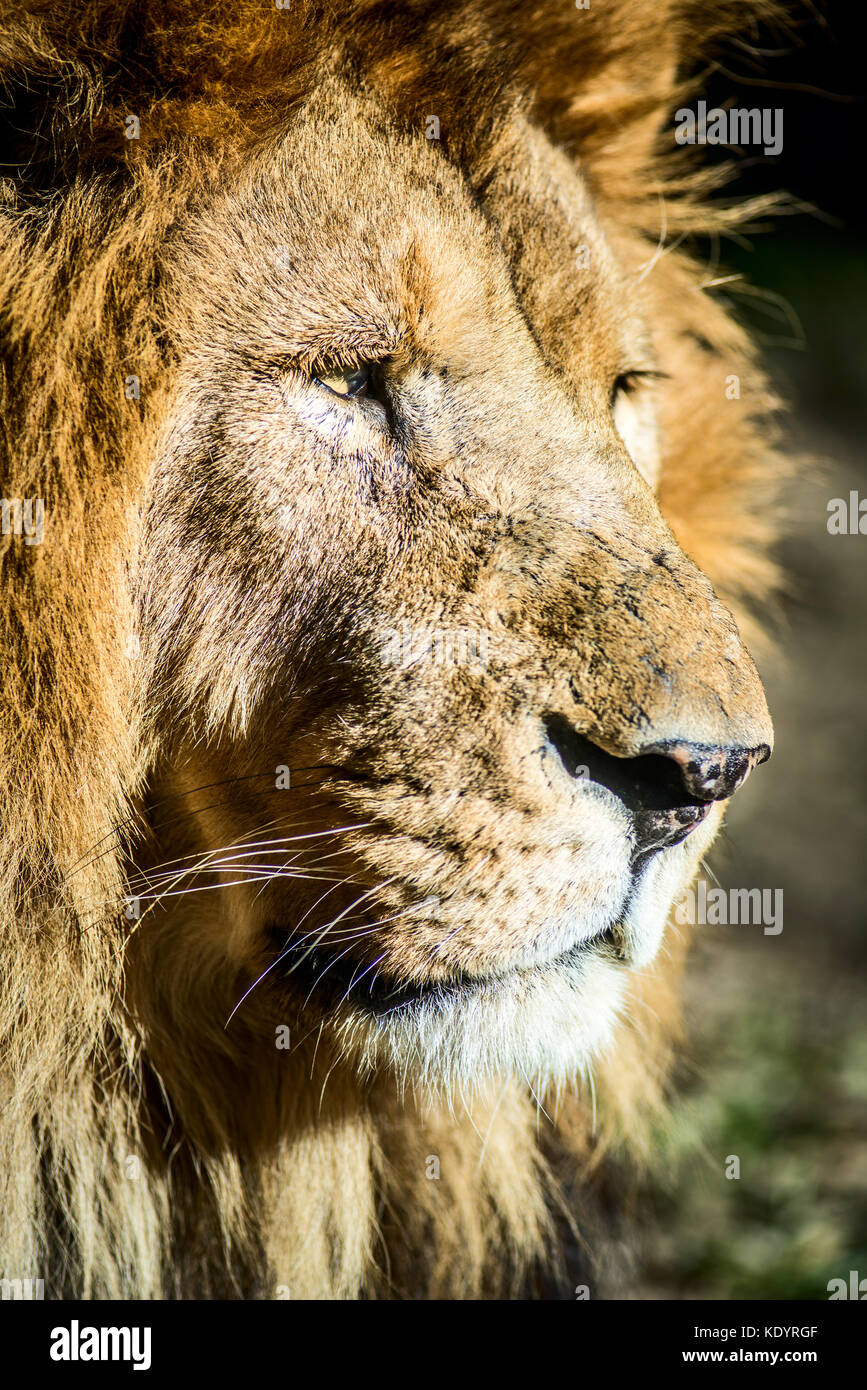 Old lion hi-res stock photography and images - Alamy