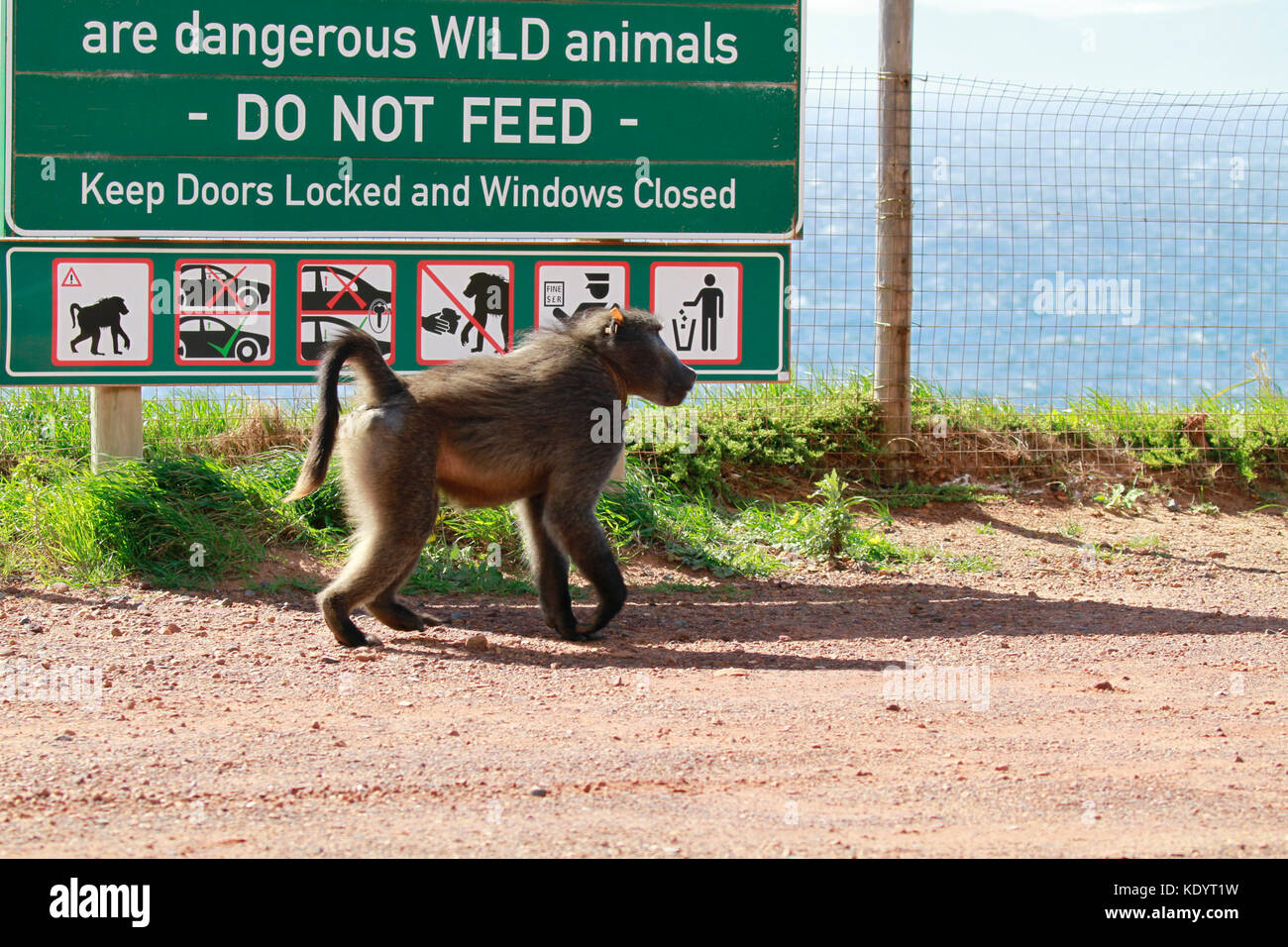 Baboons Warning Sign High Resolution Stock Photography and Images - Alamy
