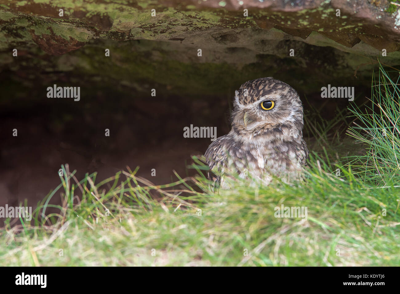 A very alert looking burrowing owl hiding under a rock and looking to ...