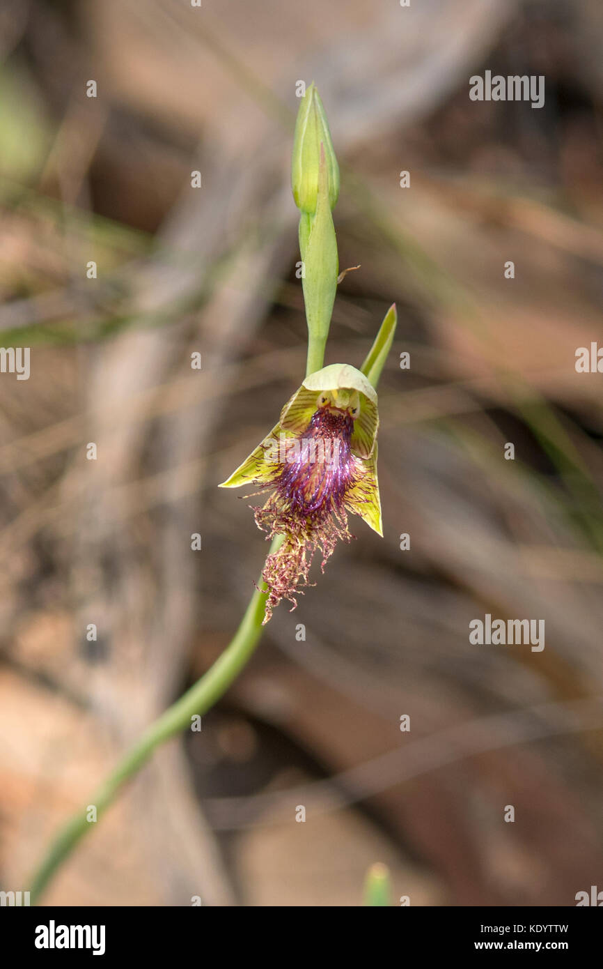 Calochilus gracillimus hi-res stock photography and images - Alamy