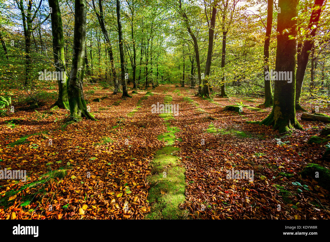 Forest trail in full Fall foliage Stock Photo - Alamy