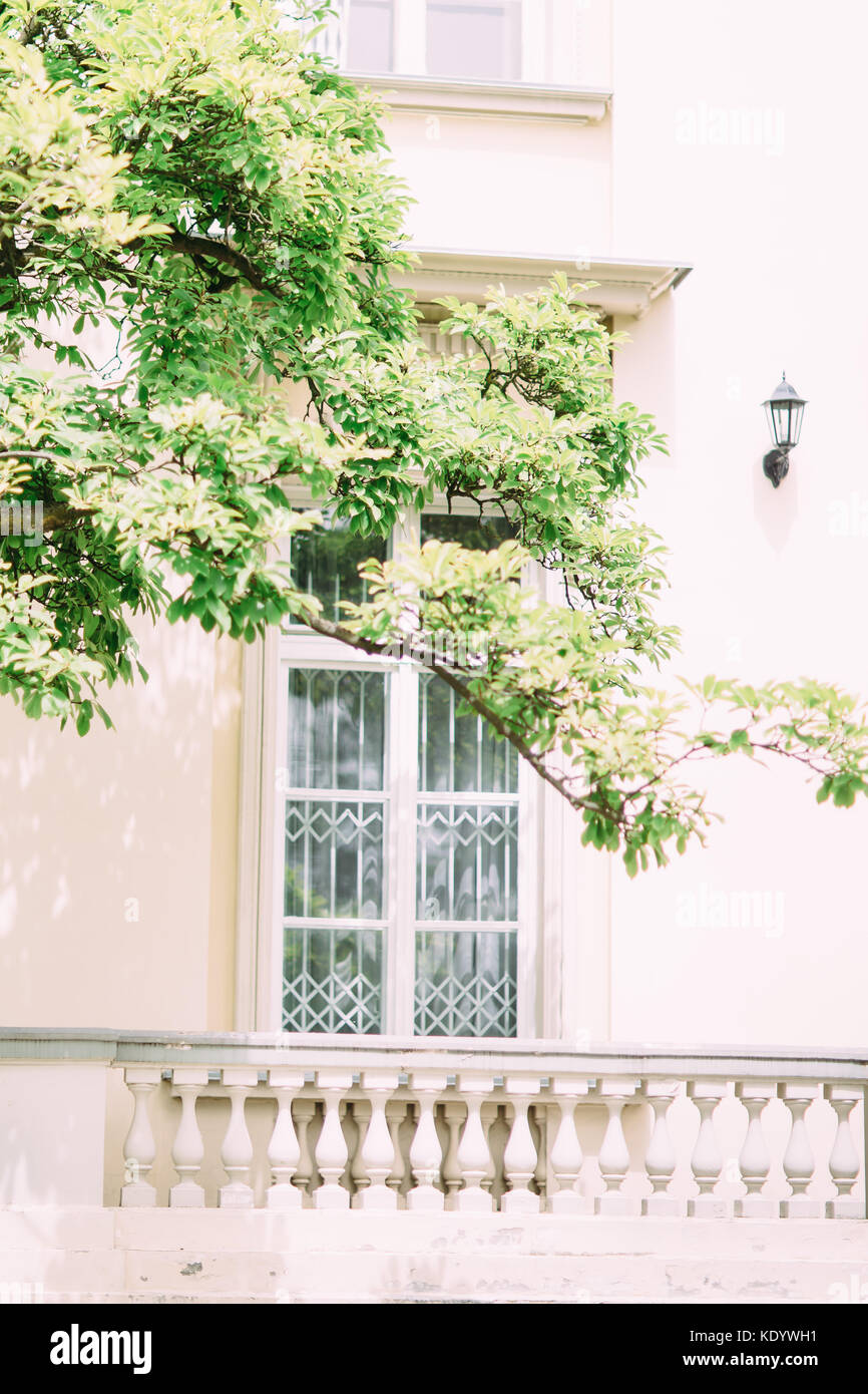 The vertical photo of the tree branch covering the old window Stock ...