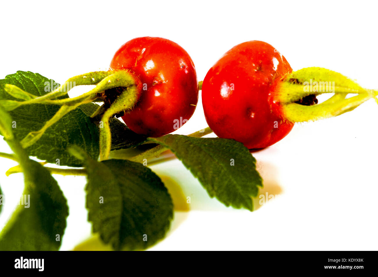 Bunch of rose hip with ripe fruit green leaves isolated on white ...