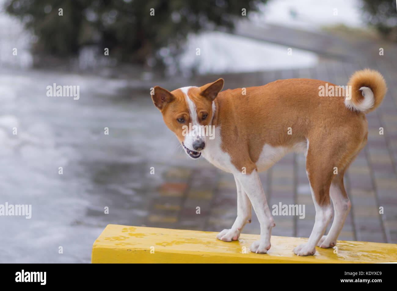 Cold season in congo hi-res stock photography and images - Alamy
