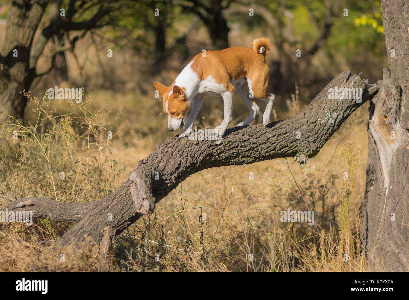 Wild Basenji exploring nearest territory on a broken tree branch at ...
