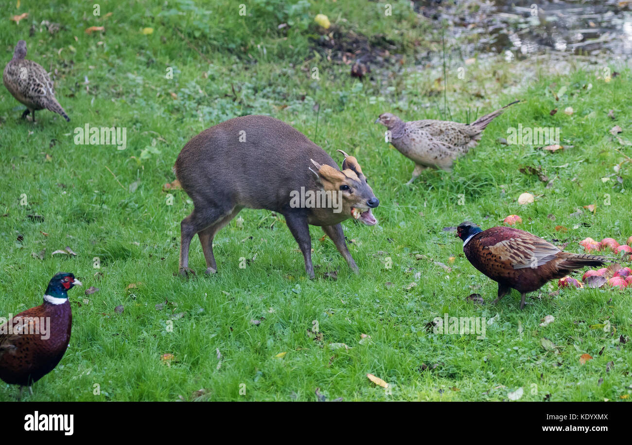 Muntjac Muntiacus reevesi also called barking deer eating apples along ...