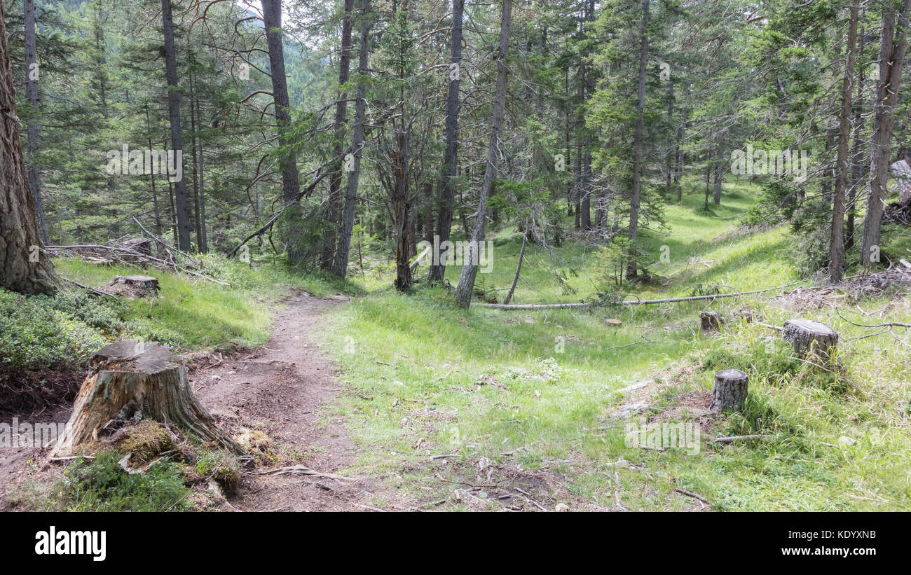 Forest in the Austrian Alps - Steep roads Stock Photo - Alamy